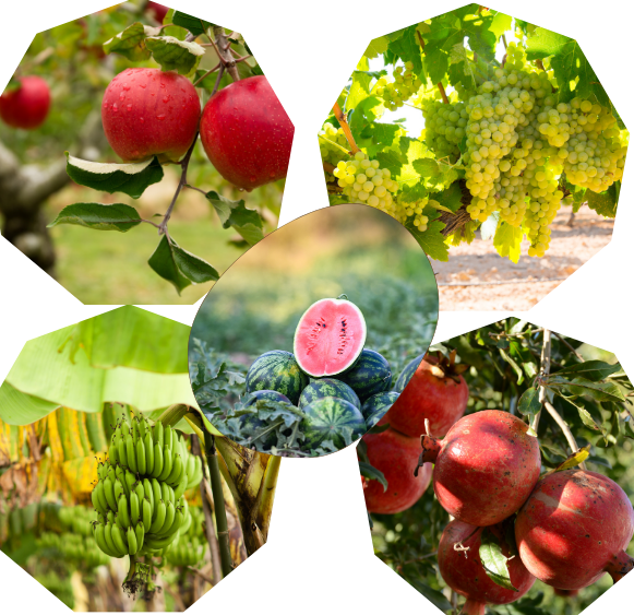 Applications - Viscose Crop Solution